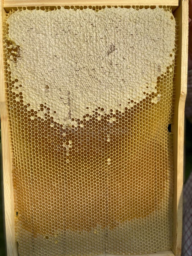 Bee frame with honeycombs stock image. Image of honey - 291239827