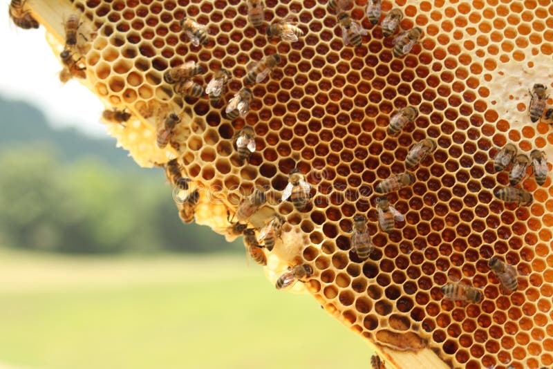 Bee Frame in Springtime stock image. Image of blue, sustainable - 67550791