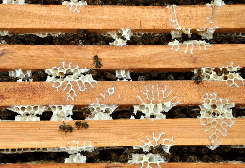 Bee frames with bees stock photo. Image of beehive, honeybee - 34319694
