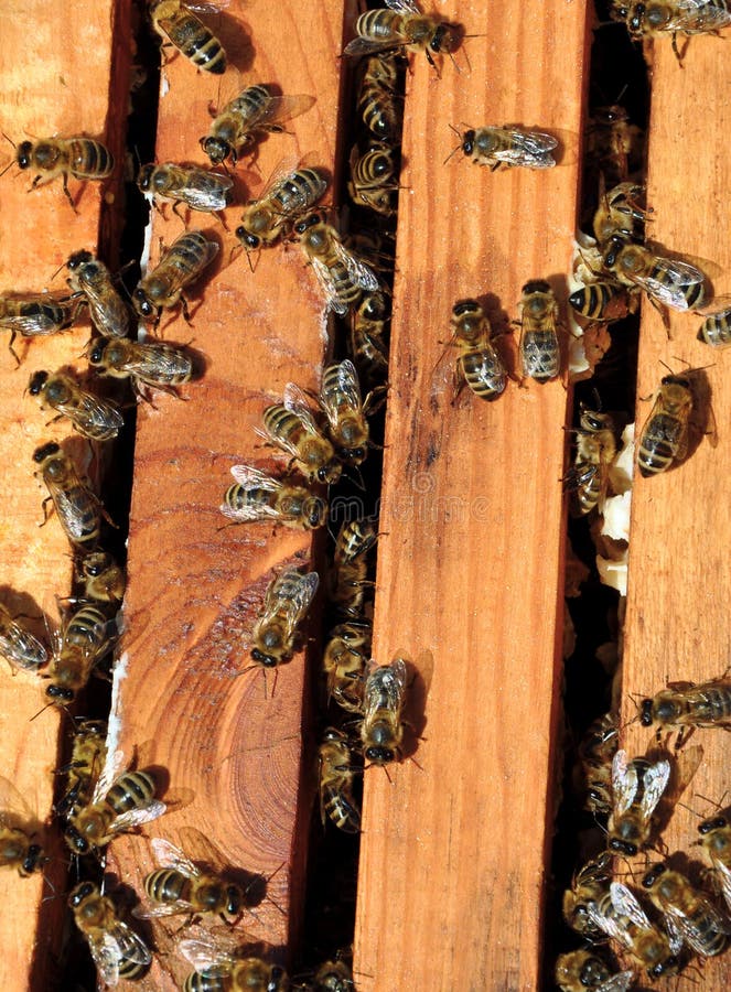 Bee frames with bees stock image. Image of hive, beekeeping - 34319971