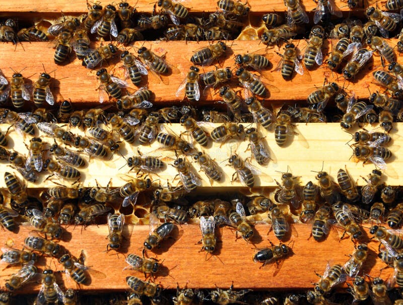 Bee frames with bees stock photo. Image of occupation - 54669988