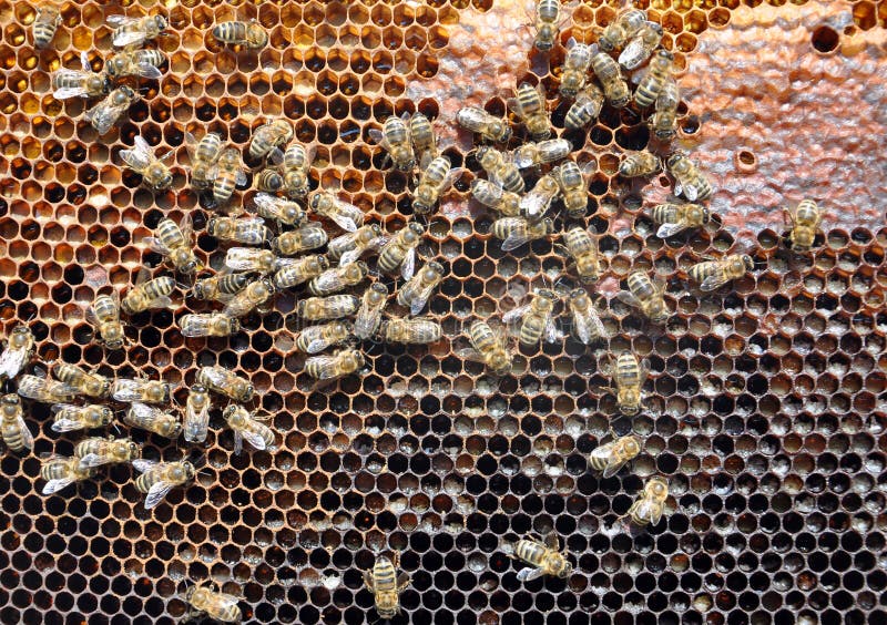 Bee frame with bees stock image. Image of brown, insect - 35382573