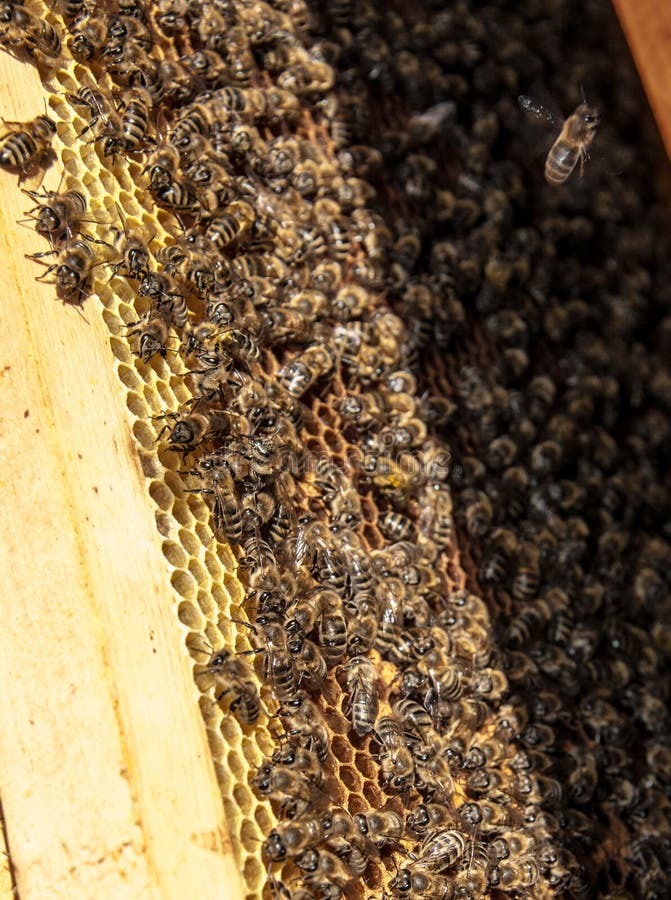 Bee frames with bees stock image. Image of essential - 154783141