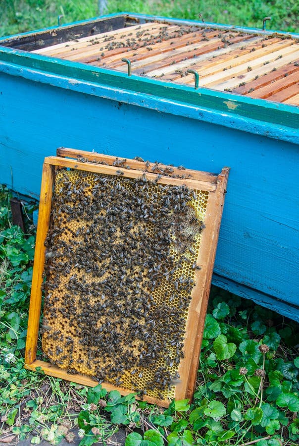 Bee frames with bees stock image. Image of crop, cell - 154783021