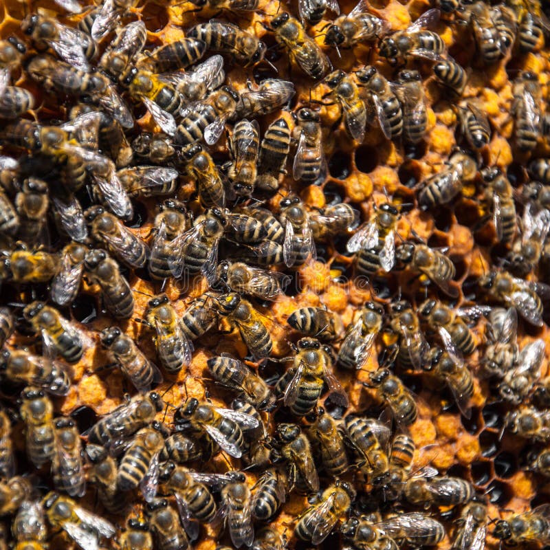 Bee frames with bees stock photo. Image of essential - 154516230