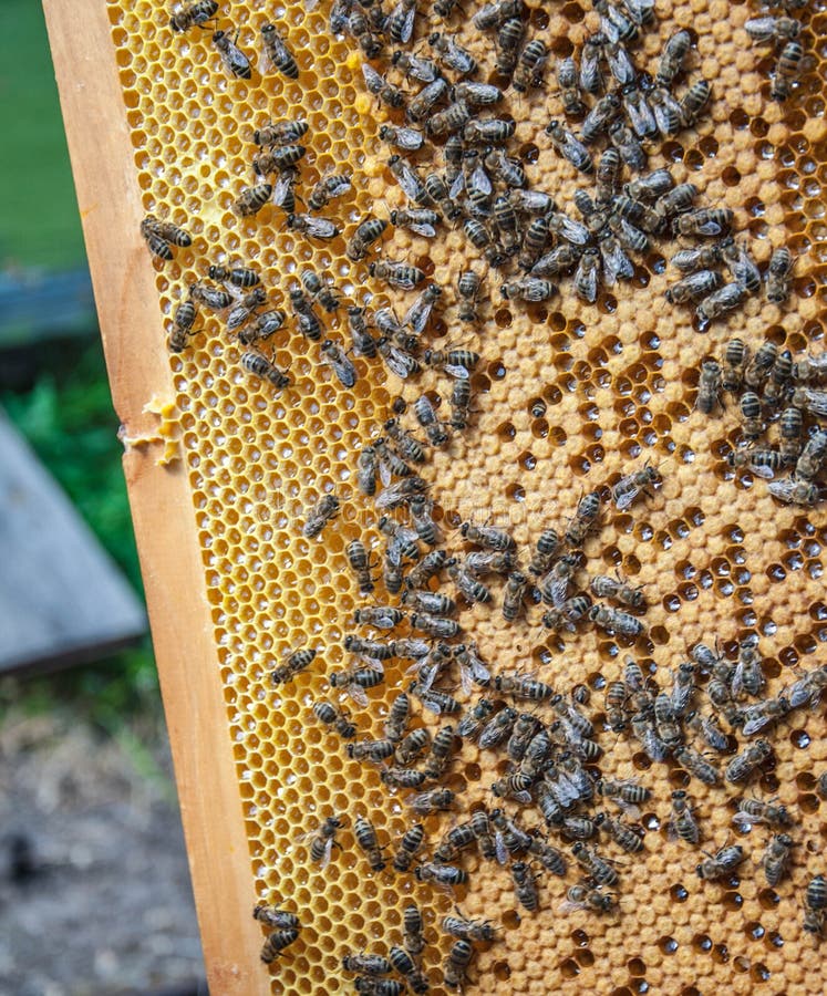 Bee frames with bees stock image. Image of beeswax, frame - 154783163