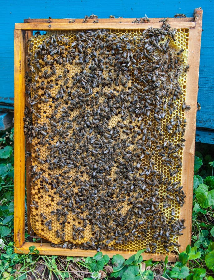 Bee frames with bees stock photo. Image of honey, colony - 154783340