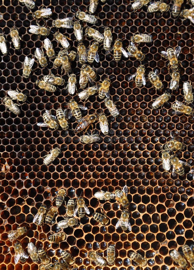 Bee frames with bees stock photo. Image of farm, honeybee - 116608166