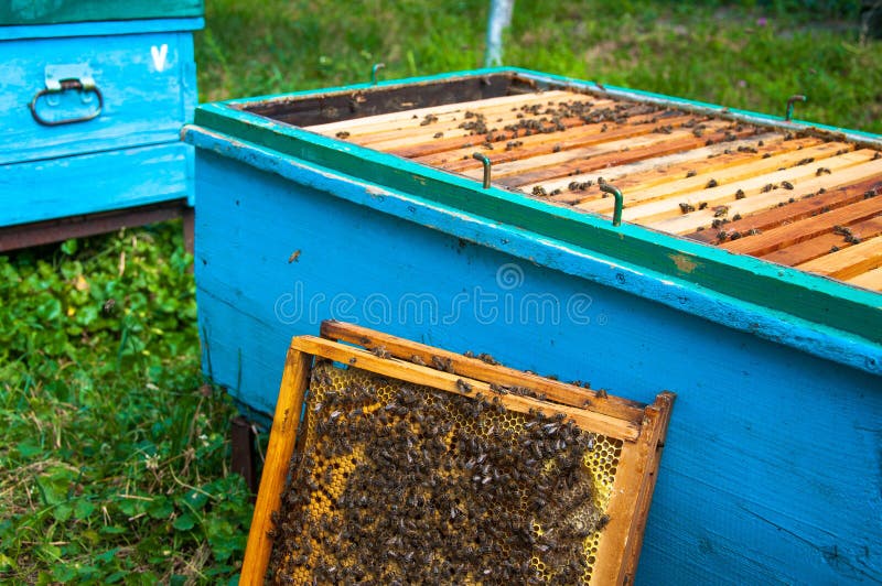 Bee frames with bees stock image. Image of colony, insect - 183848955
