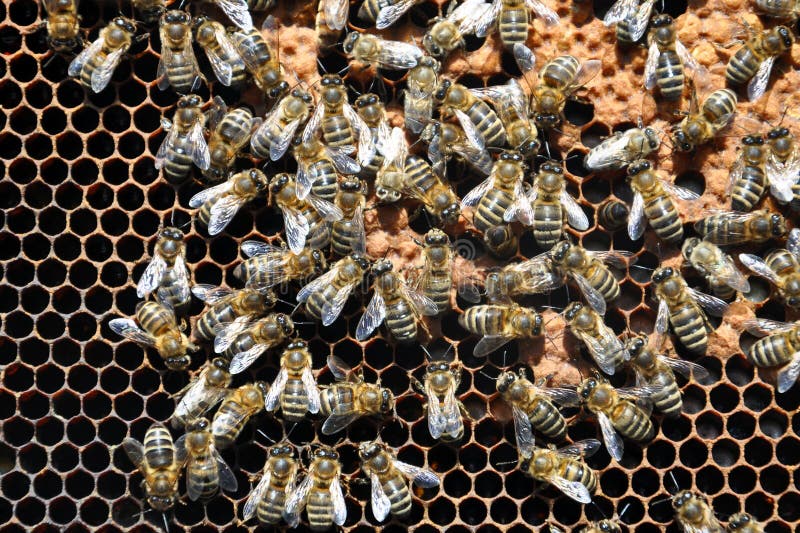 Bee frames with bees stock photo. Image of land, frame - 56569038