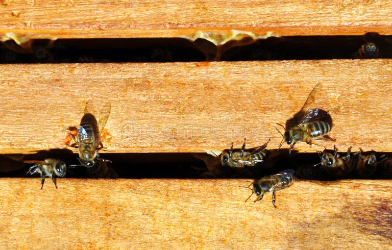 Bee frames with bees stock image. Image of sting, produce - 75024731