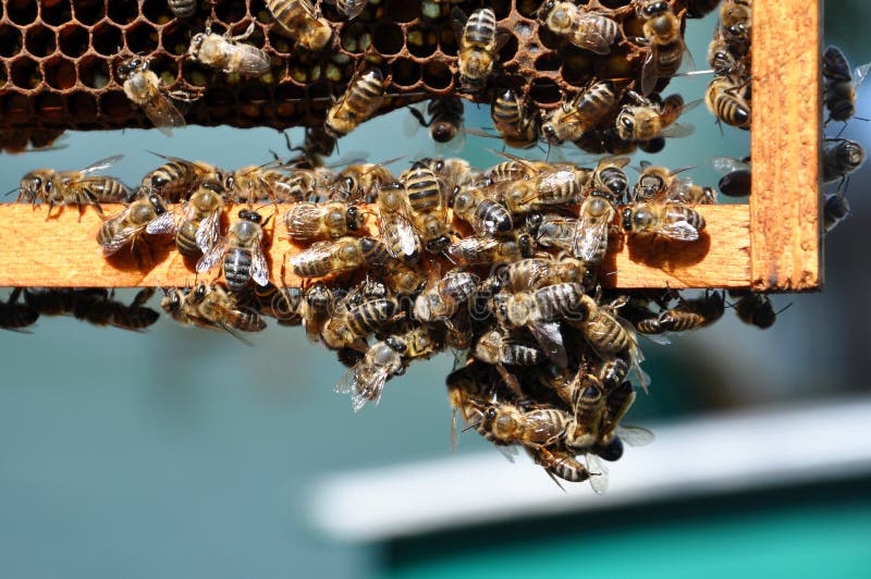 Bee frames with bees stock image. Image of honey, organic - 75053587