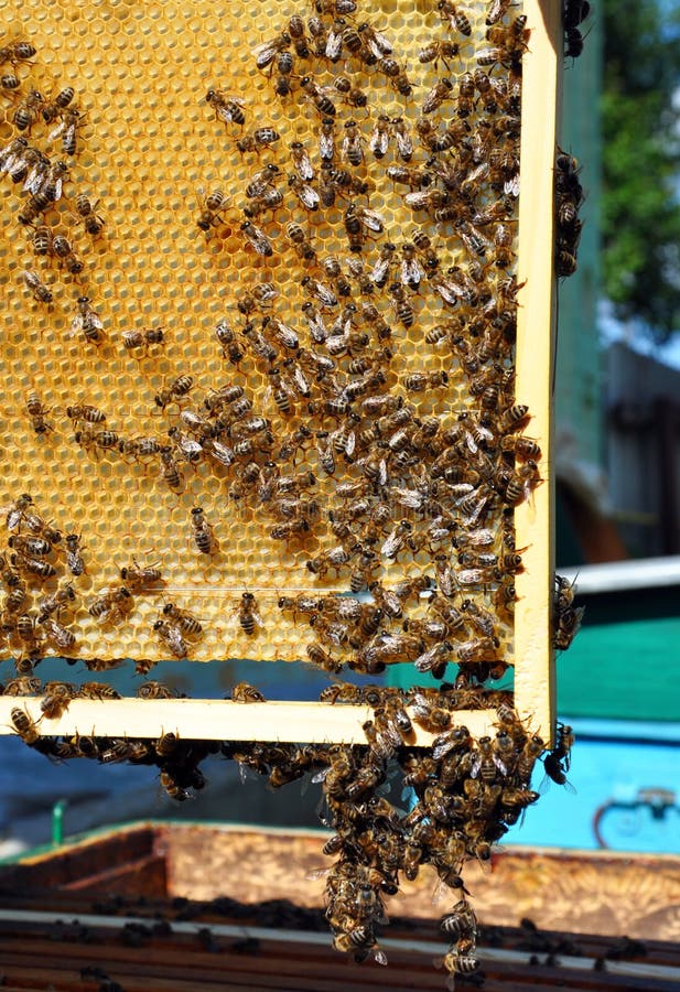Bee frames with bees stock image. Image of honeybee, frame - 75053817