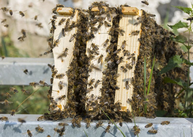 Bee frames close up stock image. Image of beekeeper - 123047291
