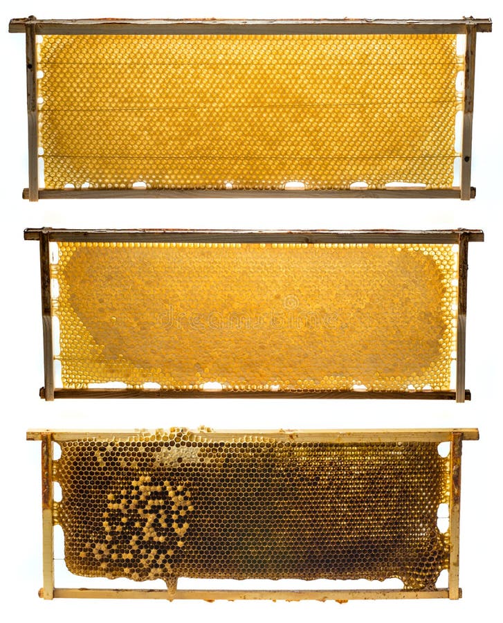 Bee Frames with Honey and Bee Brood Stock Photo - Image of closeup ...