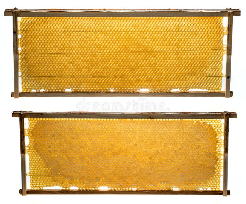 Bee Frames with Honey and Bee Brood Stock Photo - Image of closeup ...