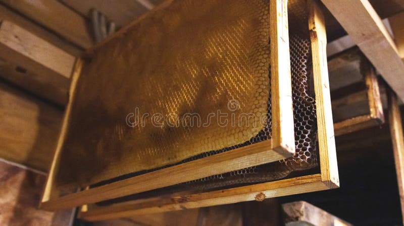 Bee Frames with Sealed Combs and Honey Hang in the Shed. Breeding Bees ...