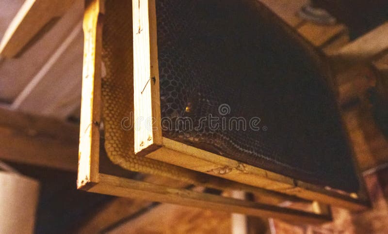 Bee Frames with Sealed Combs and Honey Hang in the Shed. Breeding Bees ...