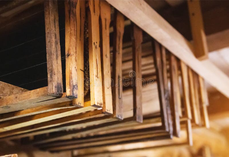 Bee Frames with Sealed Combs and Honey Hang in the Shed. Breeding Bees ...