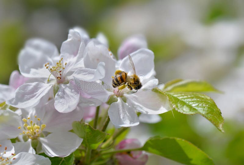 Bee Full of Pollen on White Flowers Stock Photo - Image of animal ...