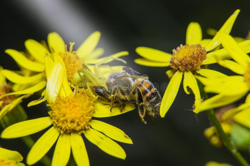 Bee funeral stock image. Image of macro, musca, spirit - 28857949
