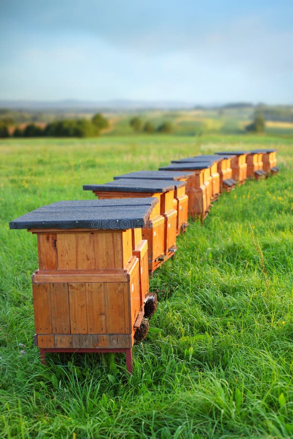Bee-garden stock photo. Image of beehive, outside, green - 15324354