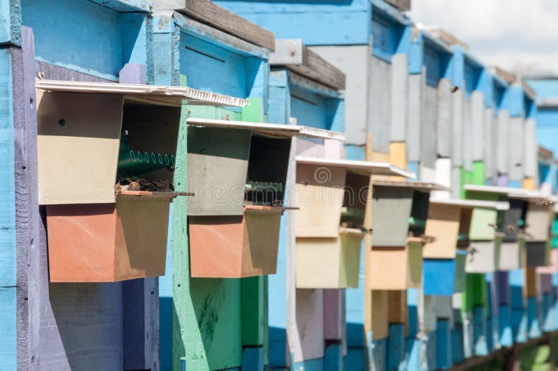 Bee-garden stock image. Image of therapy, honeycomb, bees - 33012299