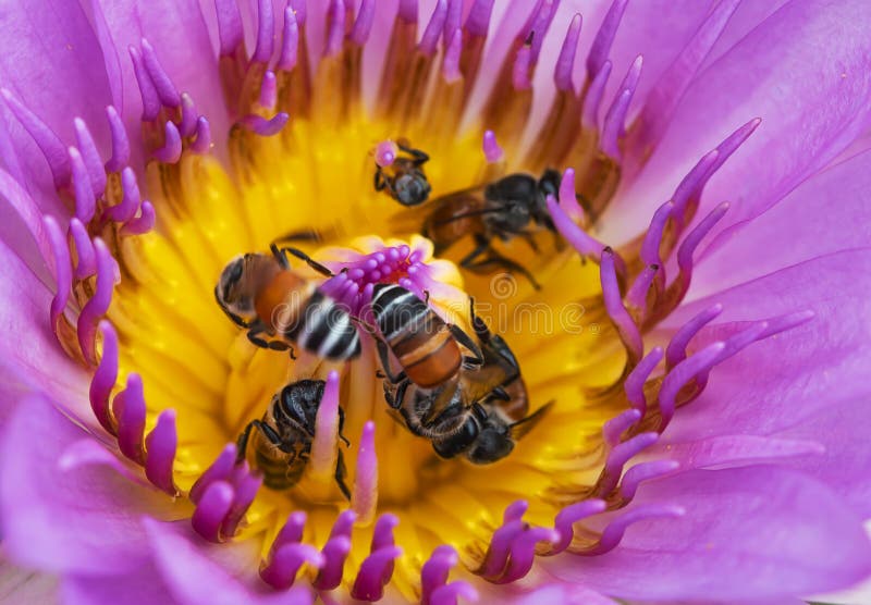 Bee Gathering Food from Pollen of Lotus. Stock Photo - Image of ...