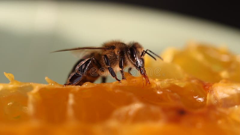 Bee Gathering Honey and Nectar Stock Footage - Video of agriculture ...