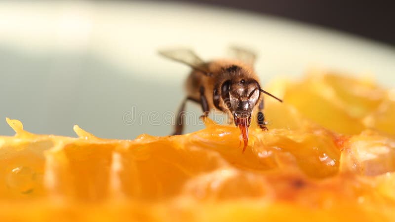 Bee Gathering Honey and Nectar Stock Video - Video of apiculture, food ...