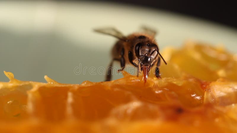 Bee Gathering Honey and Nectar Stock Footage - Video of footage ...