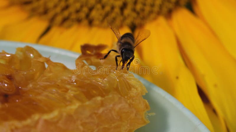 Bee Gathering Honey and Nectar Stock Footage - Video of closeup, honey ...