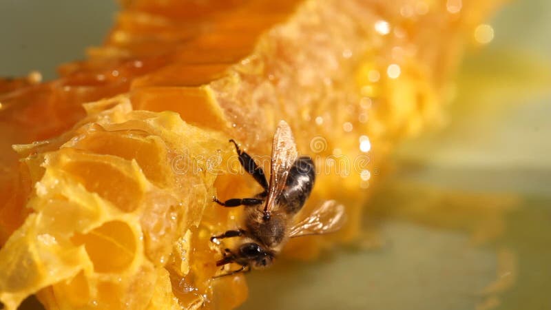 Bee Gathering Honey and Nectar Stock Footage - Video of eating, hive ...