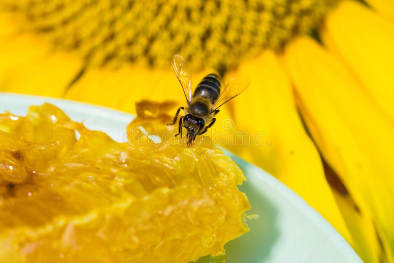 Bee Gathering Honey and Nectar Stock Photo - Image of natural, flower ...