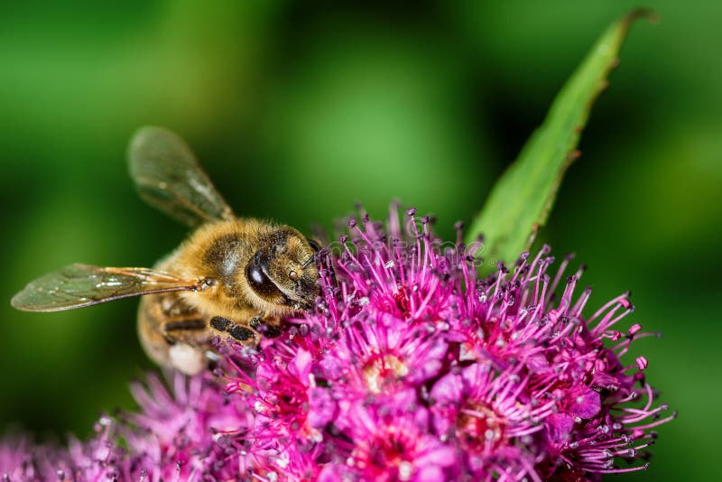 Bee Gathering Nectar in Nature Stock Photo - Image of technique, tree ...