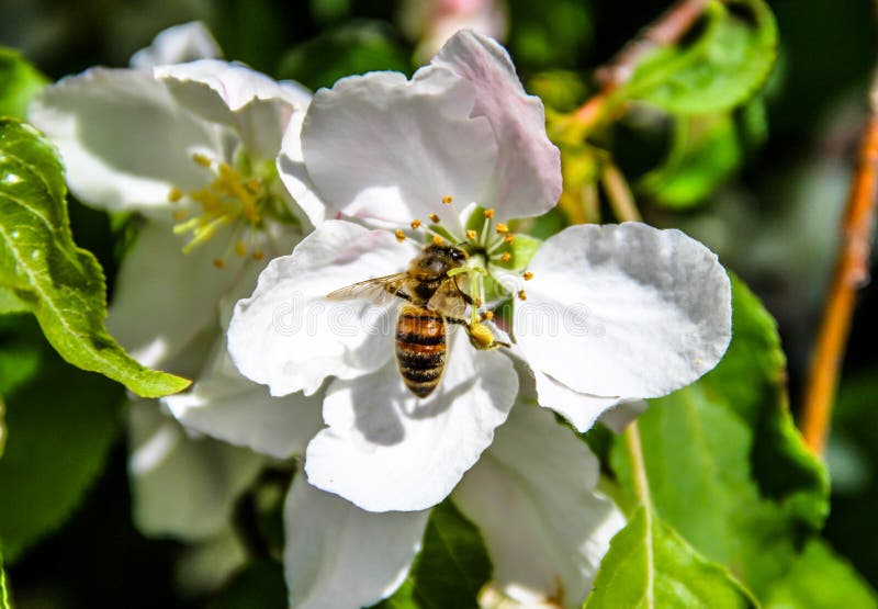 Bee Gathering Nectar and Pollen Stock Photo - Image of white, gathering ...