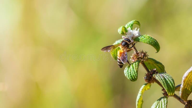 Bee Gathering Nectar and Pollen from Wild Flowers Stock Photo - Image ...