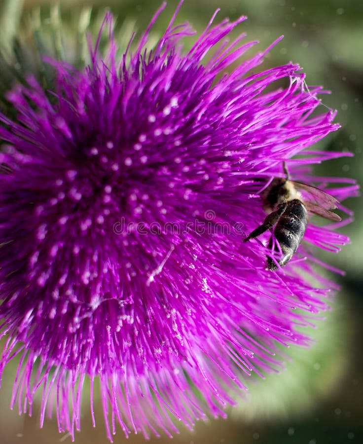 A Bee Gathering Nectar. Purple Thorn. Stock Photo - Image of ...