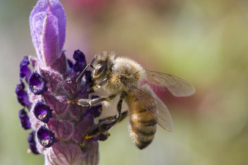 Bee gathering pollen stock photo. Image of winged, sting - 5842740