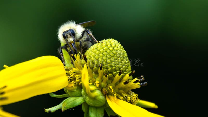Bee Gathering Pollen from an Accommodating Flower Stock Photo - Image ...
