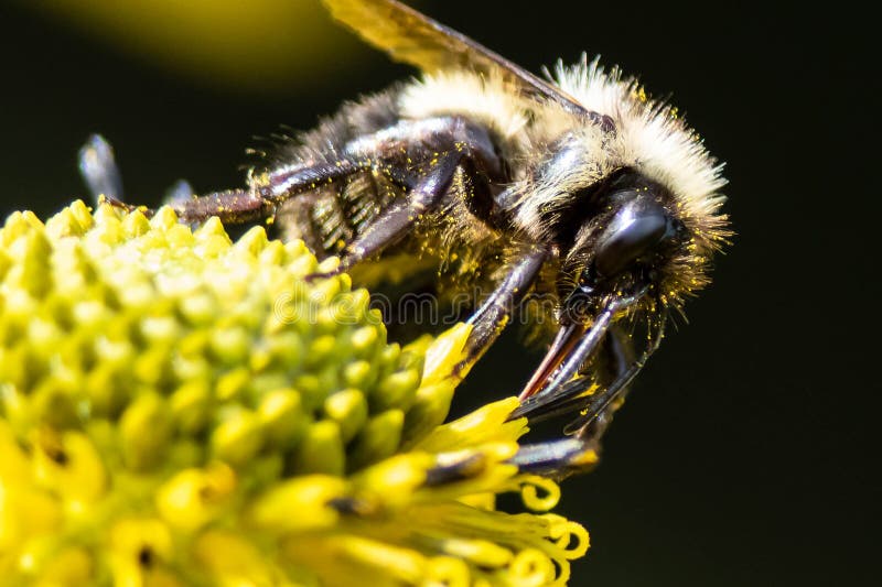 Bee Gathering Pollen from an Accommodating Flower Stock Image - Image ...