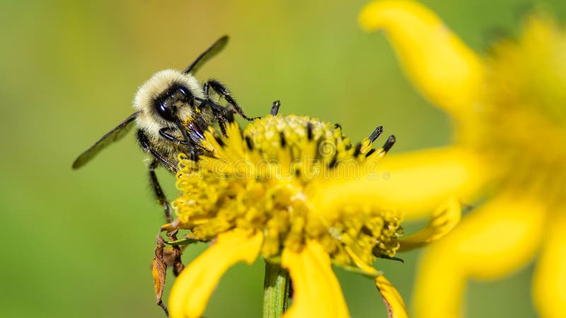 Bee Gathering Pollen from an Accommodating Flower Stock Image - Image ...