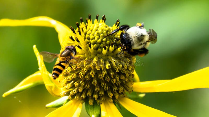 Bee Gathering Pollen from an Accommodating Flower Stock Photo - Image ...