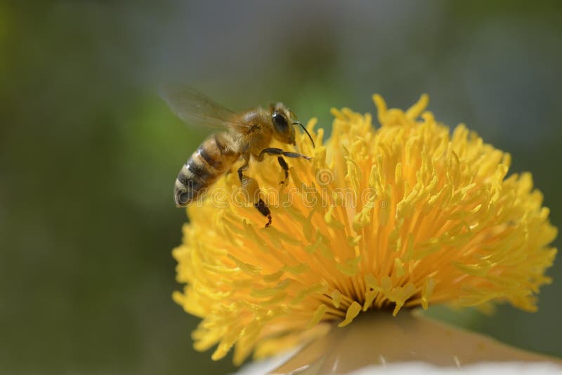 Bee gathering pollen stock photo. Image of blur, closeup - 72174044