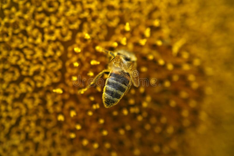 Bee gathering pollen stock photo. Image of agriculture - 42875266