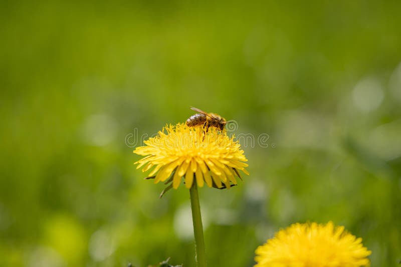 Bee Gathering Pollen from a Dandelion in a Field Stock Photo - Image of ...
