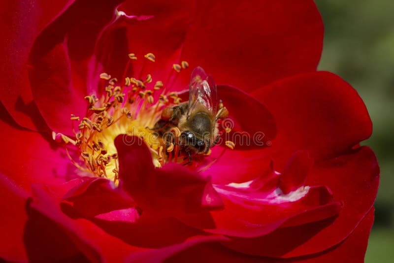 Bee Gathering Pollen Inside Red Rose Flower Stock Image - Image of ...