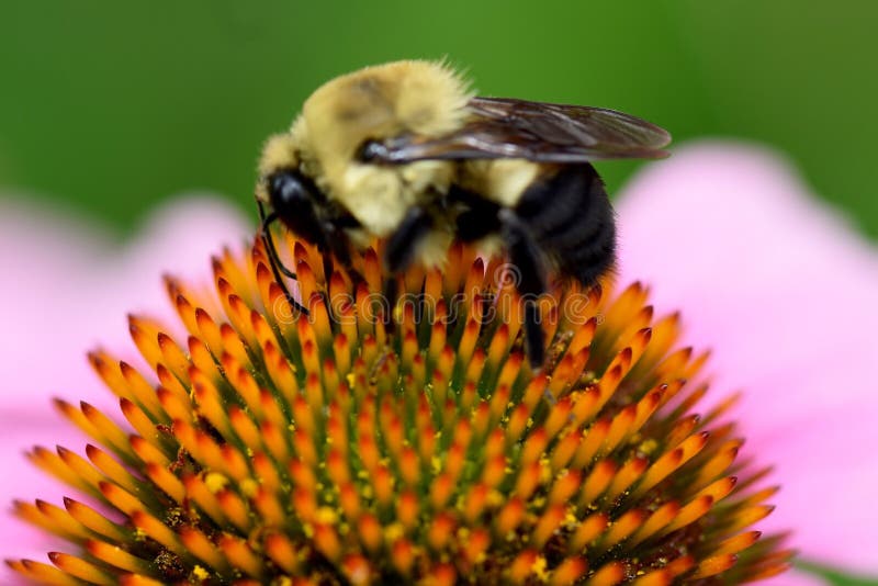 Bee Gathering Pollen and Nectar Stock Photo - Image of insect, flower ...