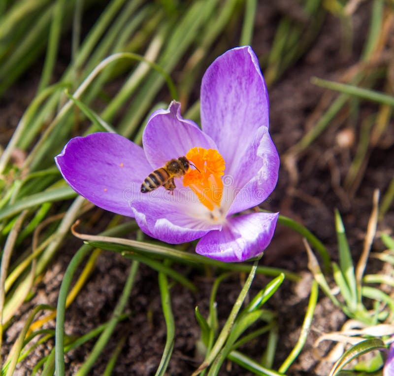 Bee on crocus flower stock photo. Image of plant, bloom - 113820450