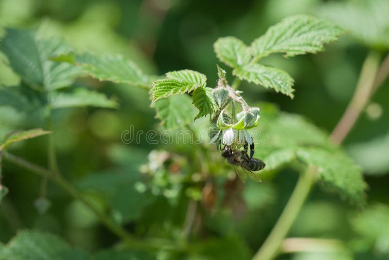 Bee Gathering Pollen a Raspberry Flowers.Collection of Honey and ...